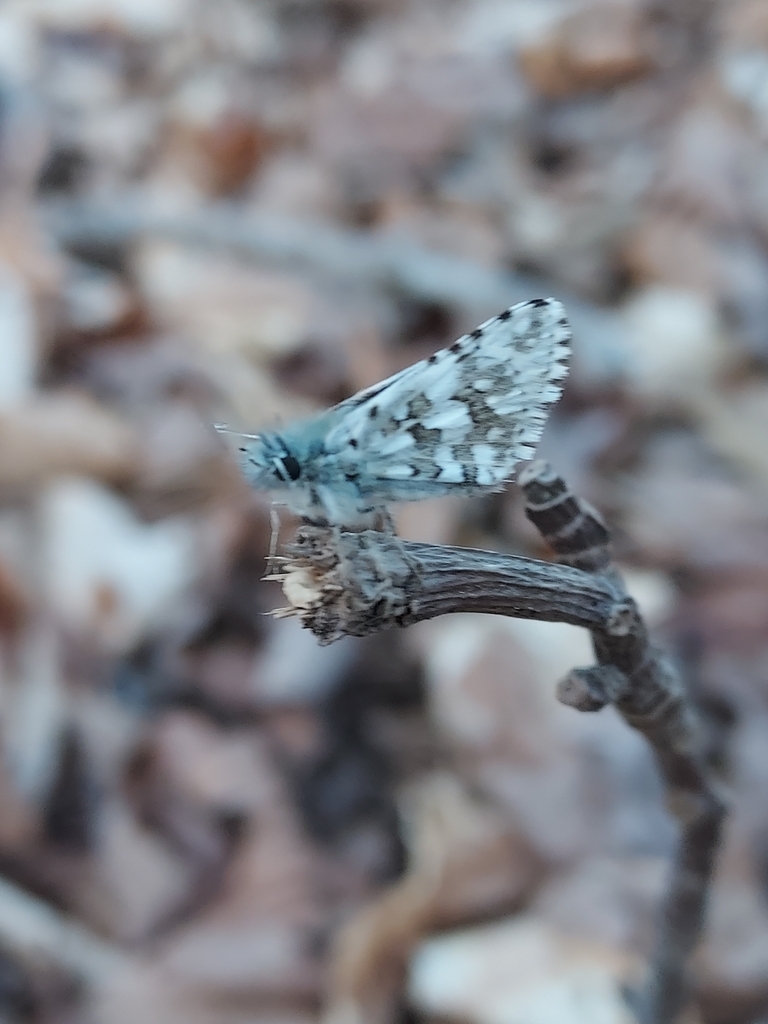 Common Checkered-Skipper from Spring Valley, Durham, NC 27705, USA on ...
