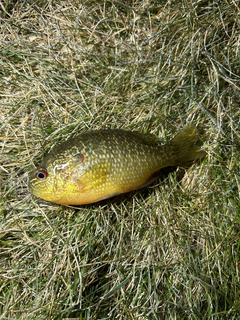Northern Sunfish from Glenshire Dr, Jackson, MI, US on February 11 ...