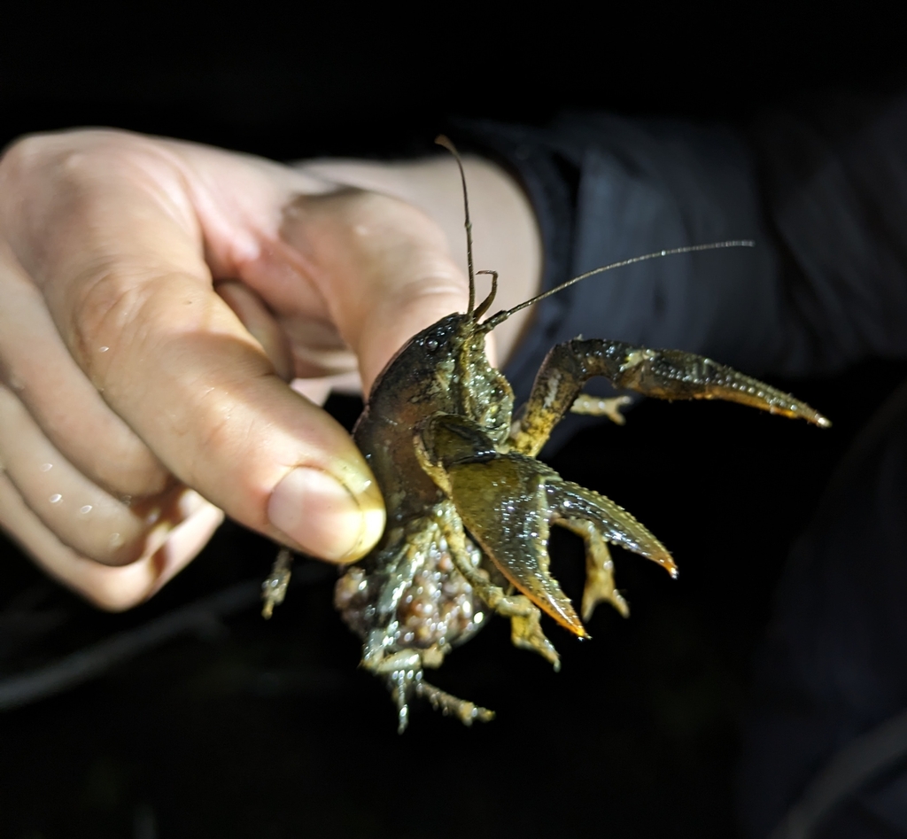Digger Crayfish from Pelee Island, ON N0R 1M0, Canada on March 19, 2024 ...