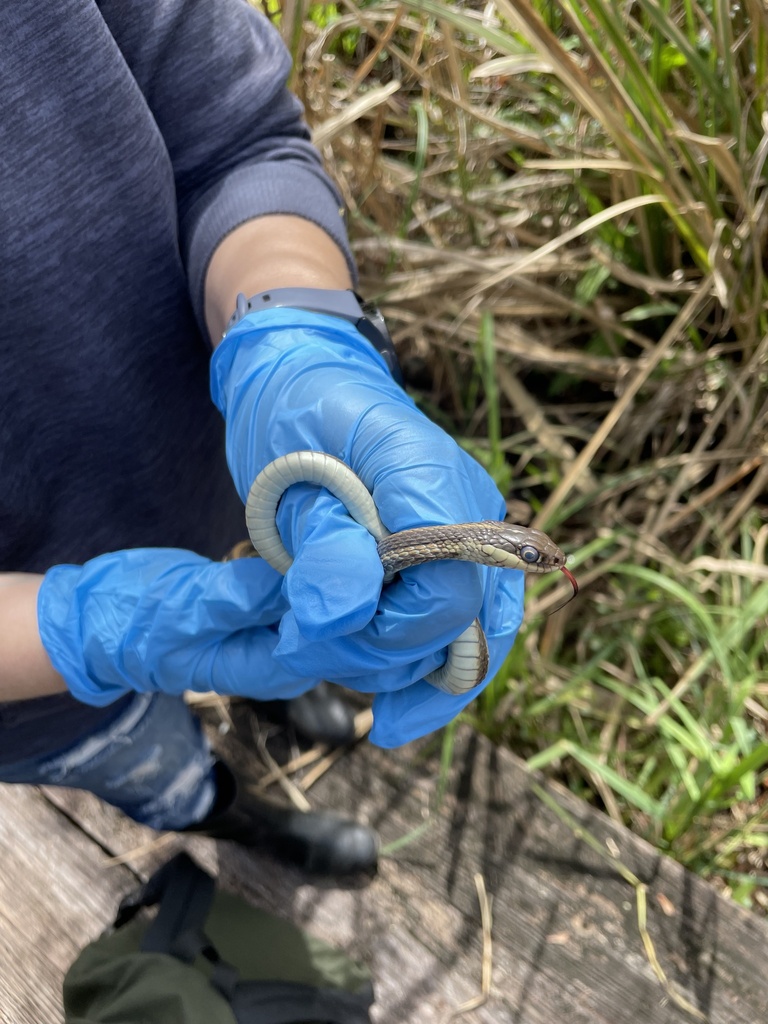 Western Ribbon Snake in March 2024 by Dylan Beck · iNaturalist