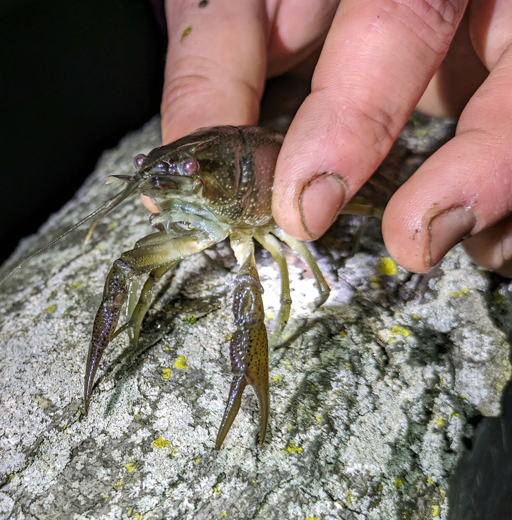 White River Crayfish from Pelee Island, ON N0R 1M0, Canada on March 19 ...