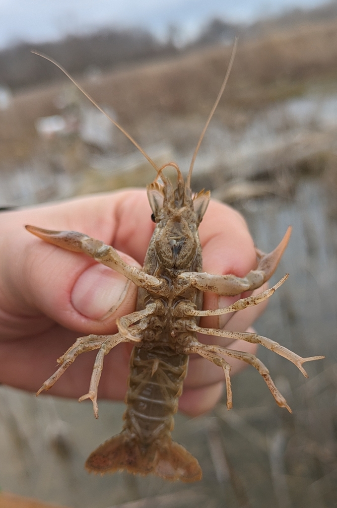 White River Crayfish from Oldcastle, ON N0R 1L0, Canada on March 20 ...