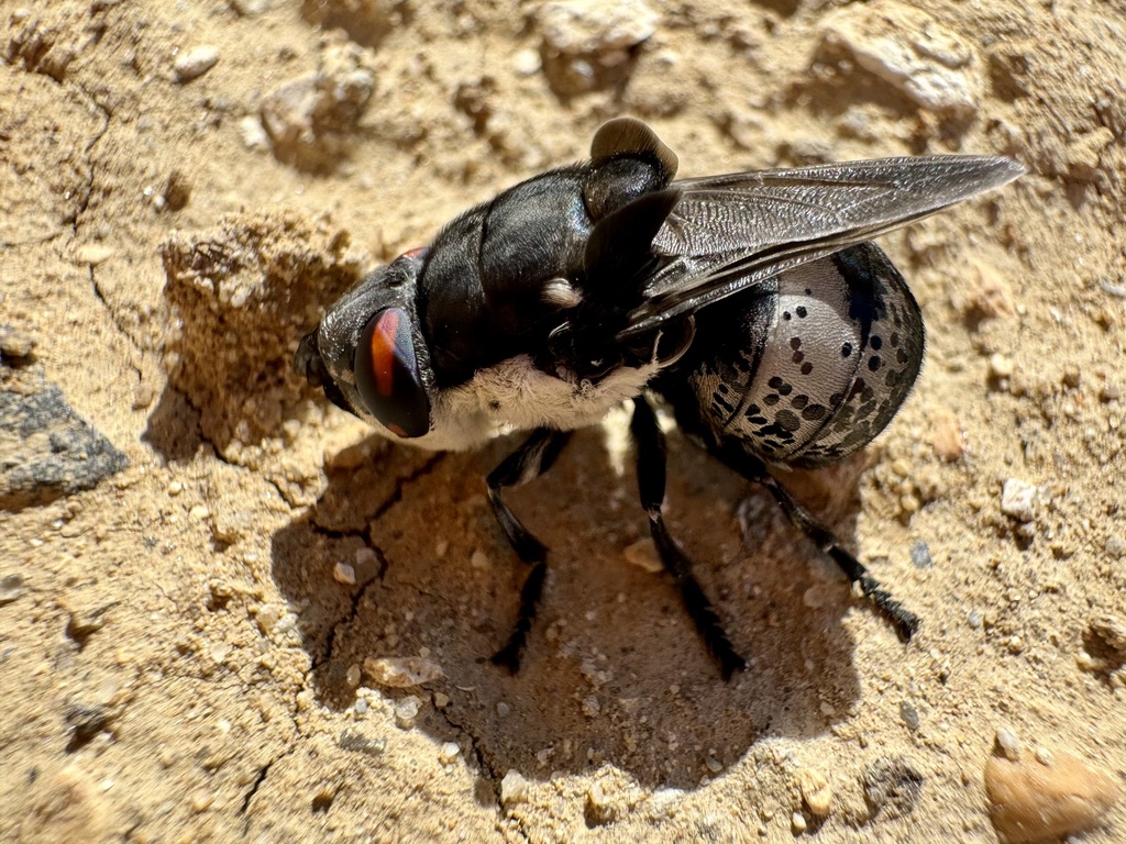 Glire Bot Flies from Poleline Rd, McKittrick, CA, US on March 20, 2024 ...