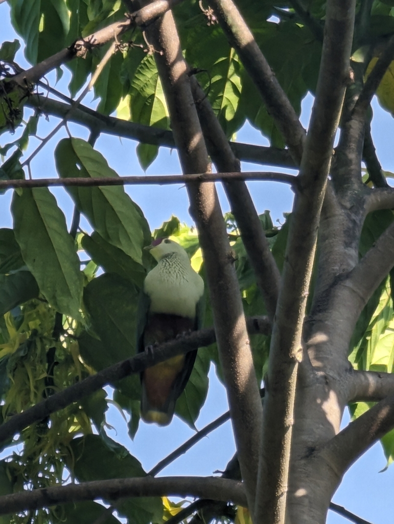 Birds from Apia, Samoa on March 14, 2024 at 08:05 AM by Ben Maslen ...