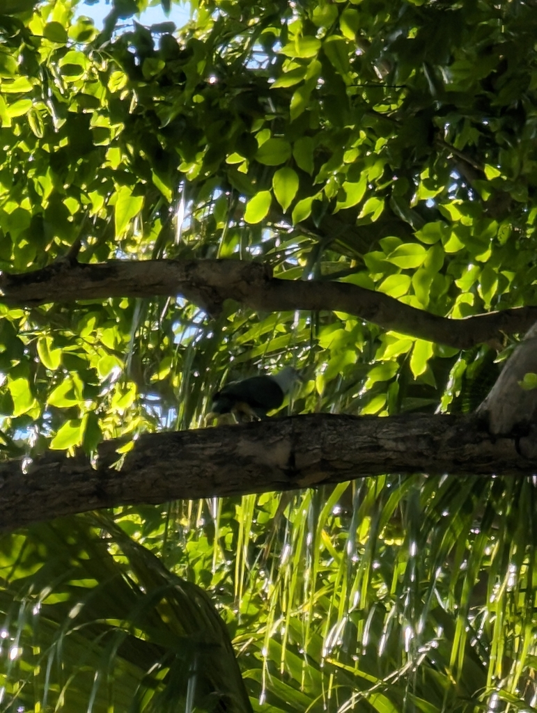 Pacific Imperial Pigeon from WS1372 Saina, Vaitele, Samoa on March 11 ...