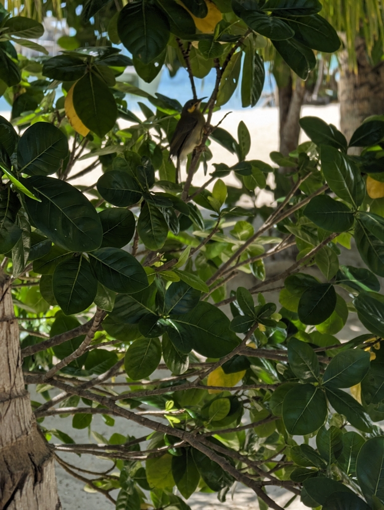 Polynesian Wattled Honeyeater from Samoa on March 16, 2024 at 11:51 AM ...
