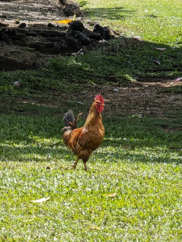 Red Junglefowl from XC4Q+F39, Apia, Samoa on March 15, 2024 at 12:43 PM ...