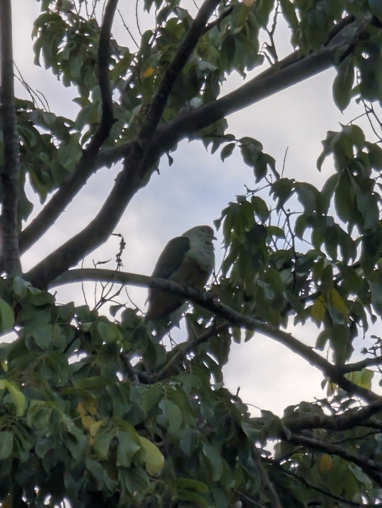 Crimson-crowned Fruit Dove from Tanoa Tusitala Hotel, Beach Road Apia ...