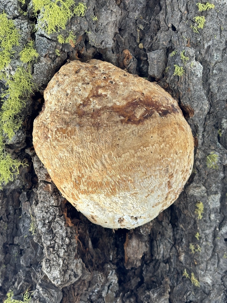 shelf fungi in March 2024 by Conci · iNaturalist
