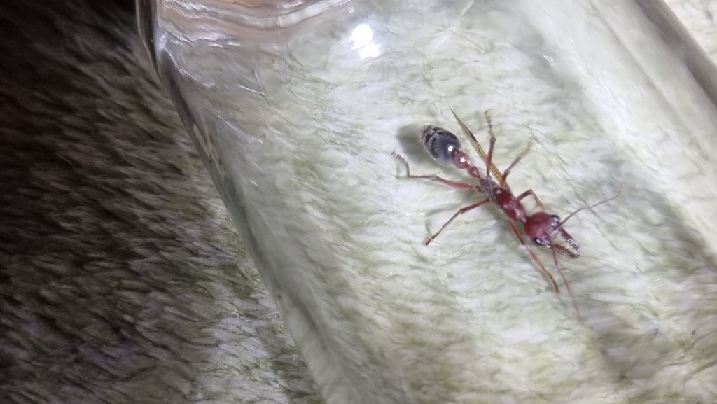 Giant Bulldog Ant from Scotland Island, Eastern Wharf, Scotland Island ...