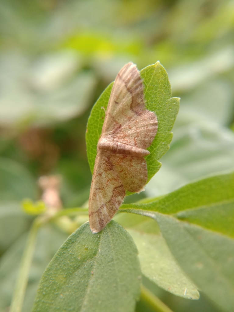 Idaea from GRW4+GF4, Ward No. 8, NCL Colony, Pashan, Pune, Maharashtra ...
