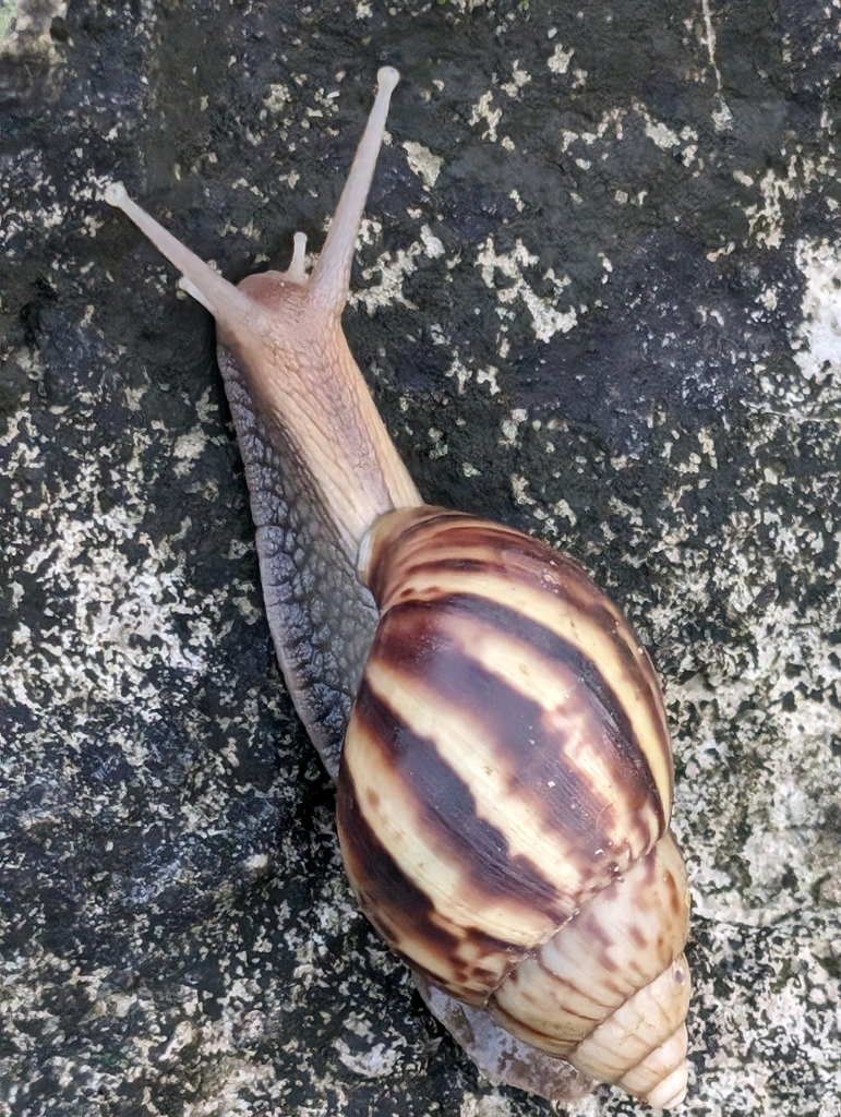 African Giant Snail from Sogi, Apia, Samoa on March 15, 2024 at 06:41 ...