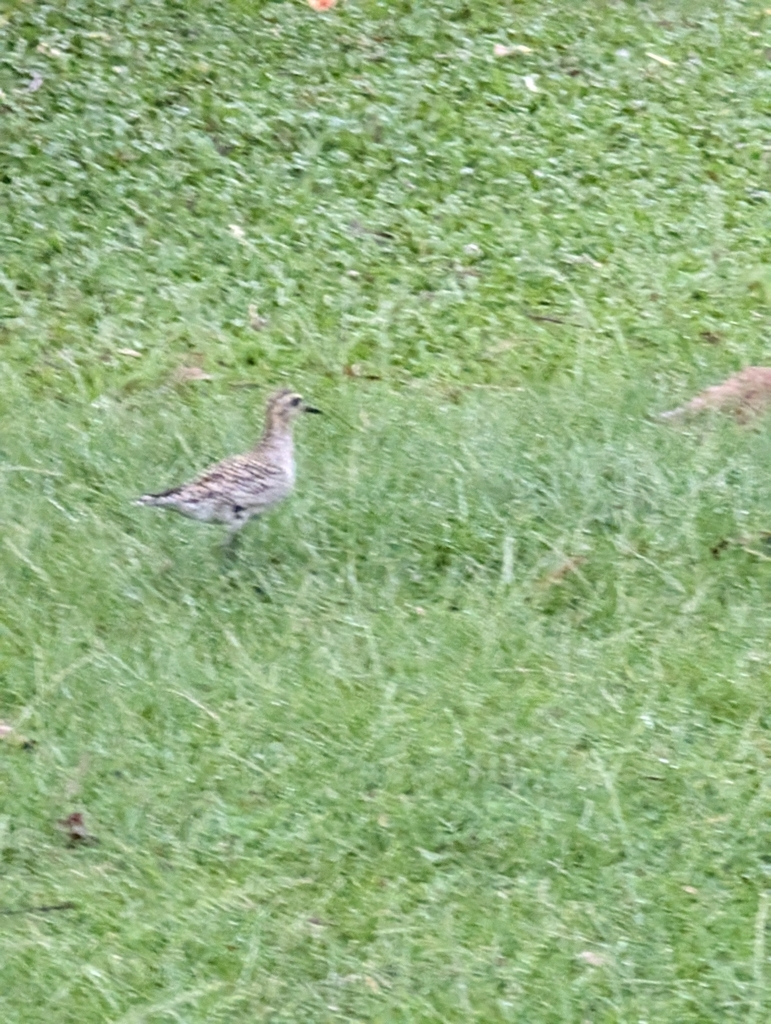 Pacific Golden Plover from 56CH+W2H, Apia, Samoa on March 15, 2024 at ...