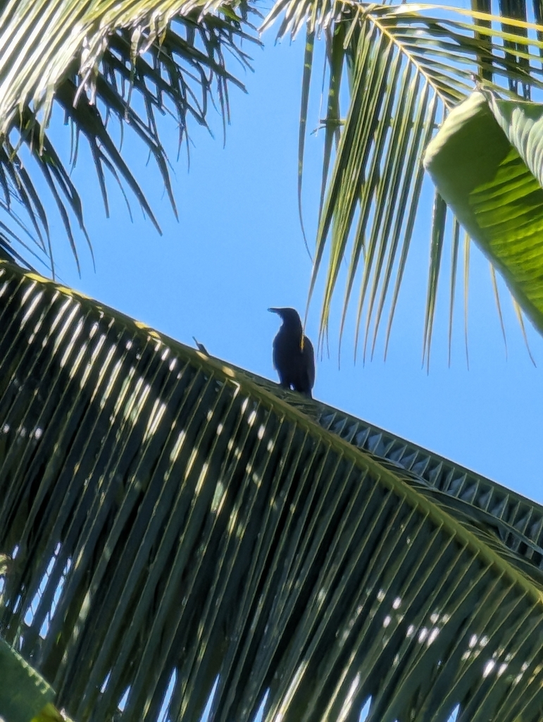 Samoan Starling from Tanoa Tusitala Hotel, Beach Road Apia, 21122, Apia ...
