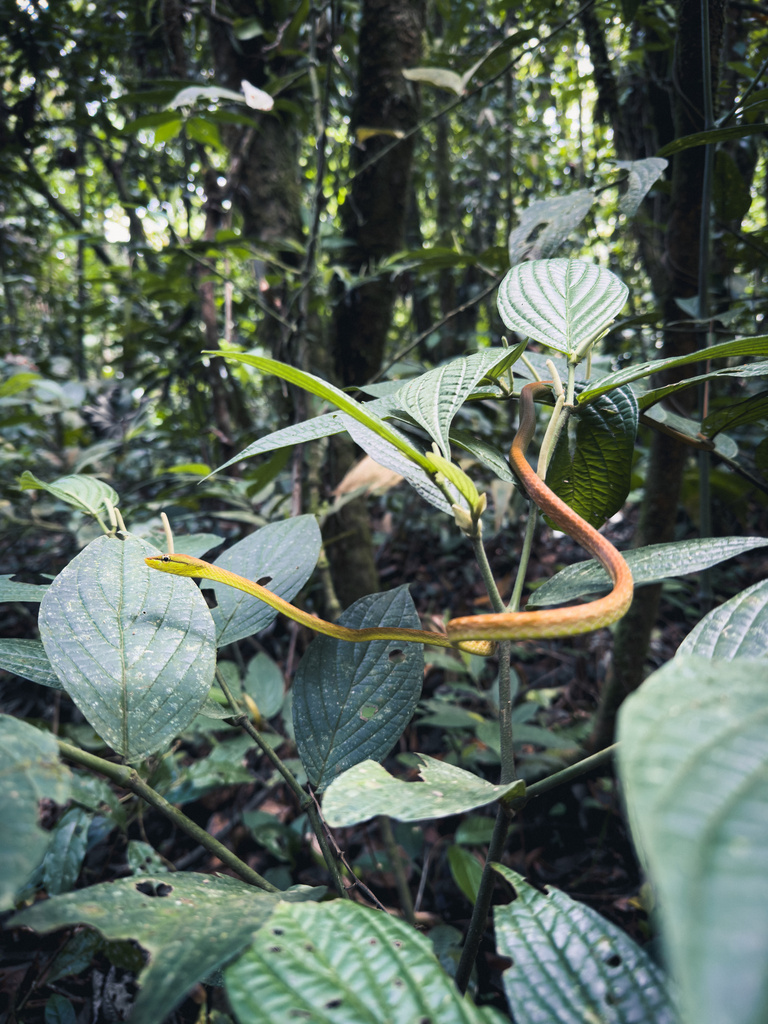 Cope's Vine Snake from Parc national Volcán Arenal, San Carlos ...