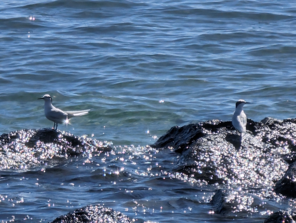 Black-naped Tern from Mulinu'u, Apia, Samoa on March 14, 2024 at 09:51 ...