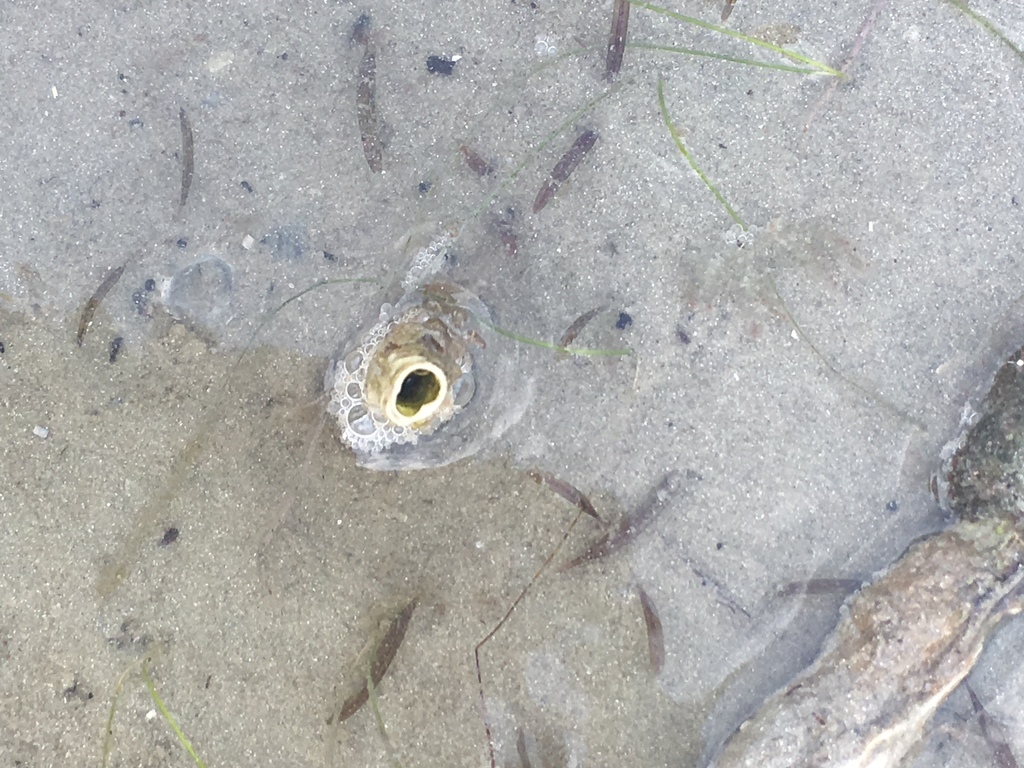 Polychaete Worms from Old Dixie Hwy, Jupiter, FL, US on April 21, 2019 ...