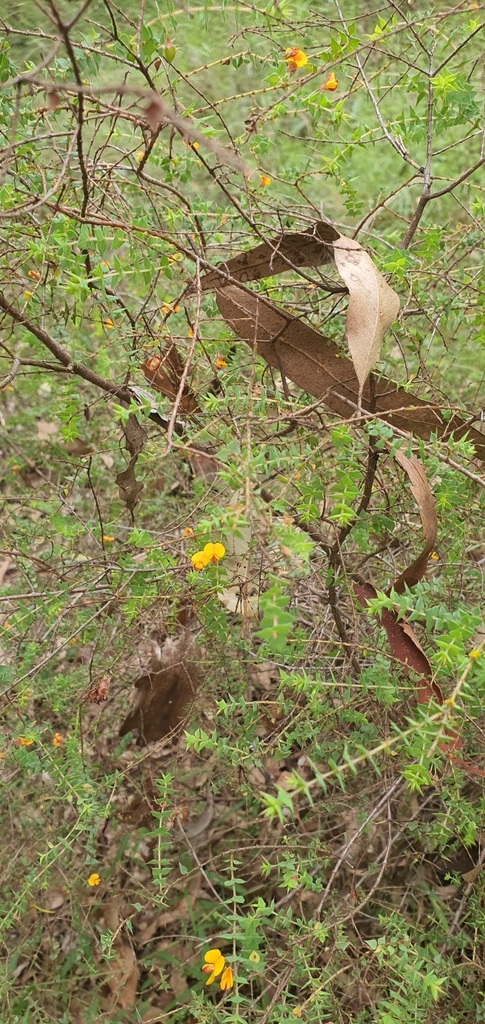 spiny bush-pea from Bunya QLD 4055, Australia on March 21, 2024 at 02: ...