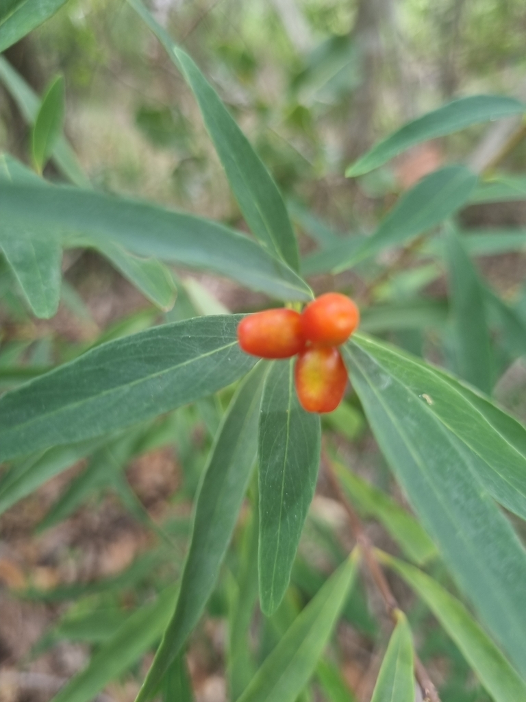 Bootlace Plant from Dingo Beach QLD 4800, Australia on March 21, 2024 ...