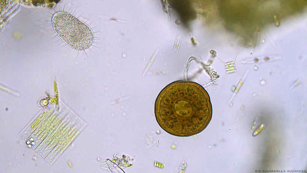 Arcella from Powiat żyrardowski, Polska on May 21, 2022 at 08:05 AM by ...