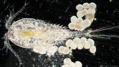 Diacyclops nanus · iNaturalist