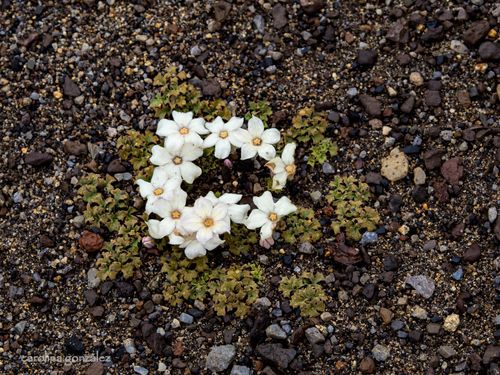 Jaborosa volkmannii · iNaturalist