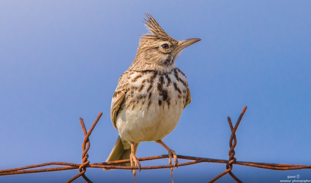 Southeastern European Crested Lark from Αφάντου 851 03, Ελλάδα on ...