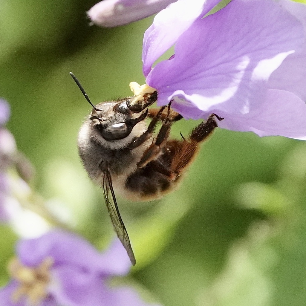 Asian Shaggy Digger Bee in March 2024 by marimo · iNaturalist