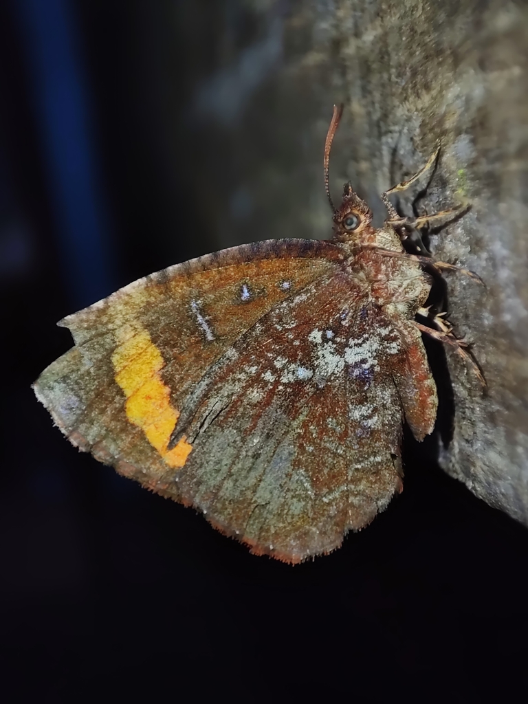 Callidula attenuata from Darap, Sikkim 737113, India on January 28 ...
