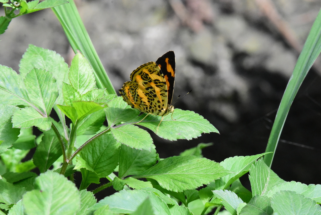 Yellow Jester from 204台灣基隆市安樂區 on March 20, 2024 at 02:08 PM by ...