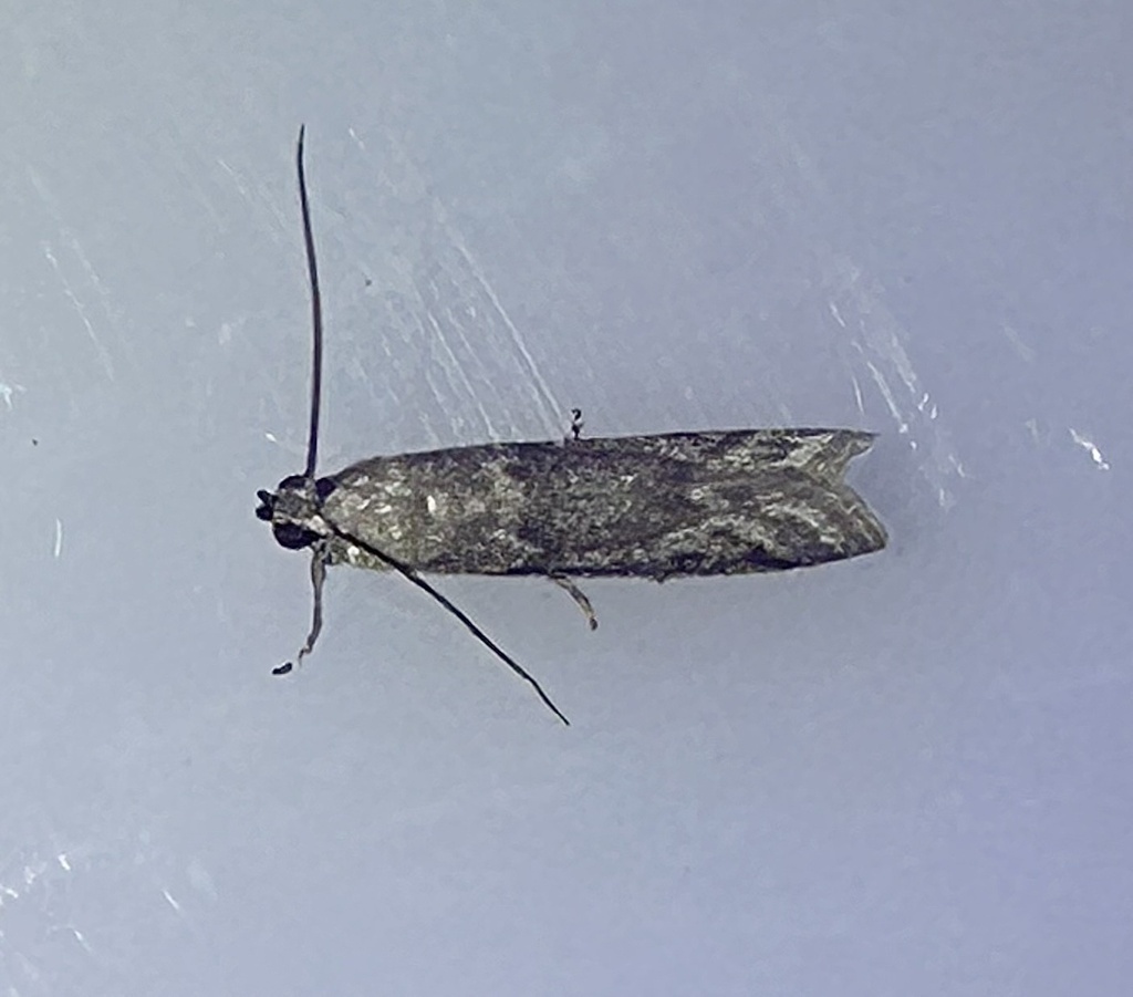 Dusky Raisin Moth from Buena Vista Way, Berkeley, CA, US on March 21 ...