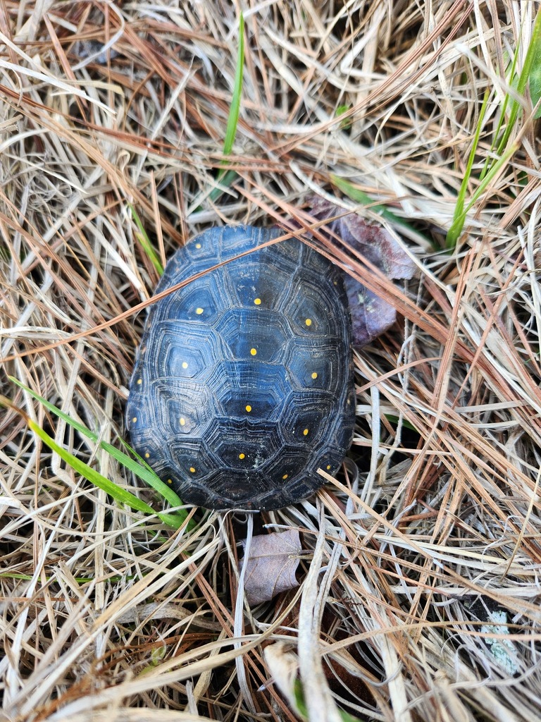 Spotted Turtle in March 2024 by Blythe Davis · iNaturalist