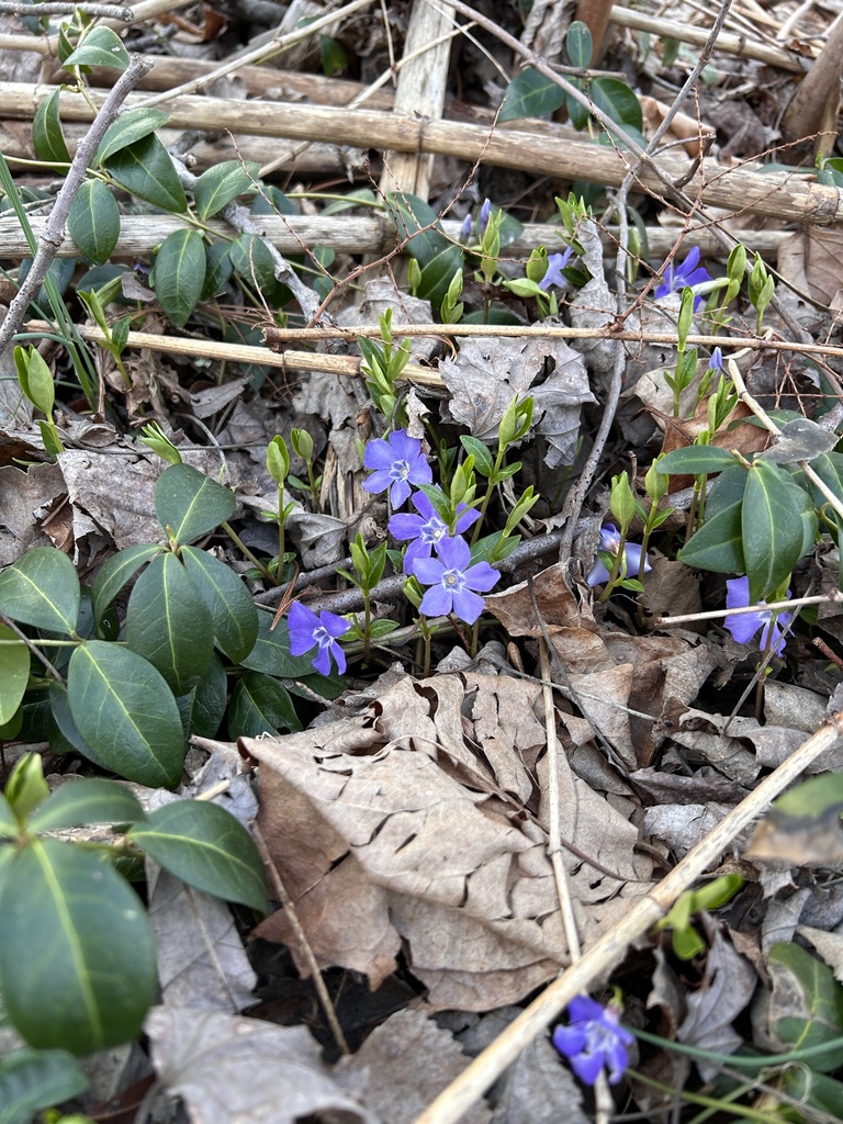 lesser periwinkle in March 2024 by Kayla Balda · iNaturalist