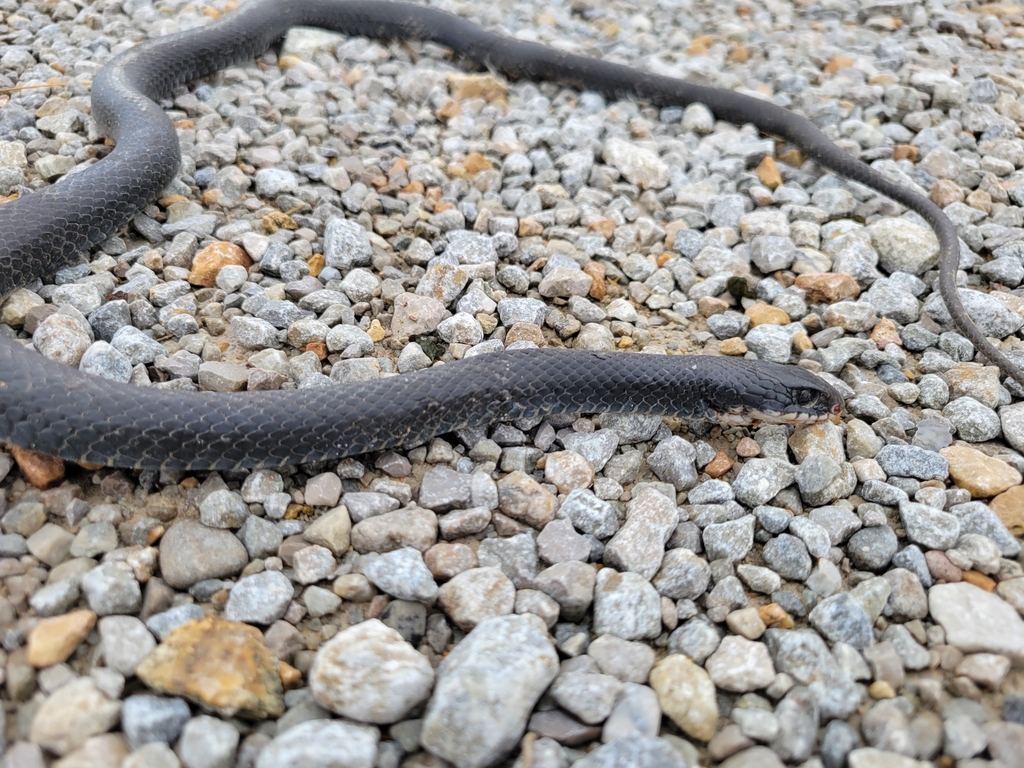 North American Racer from Crosby Township, OH, USA on March 15, 2024 at ...