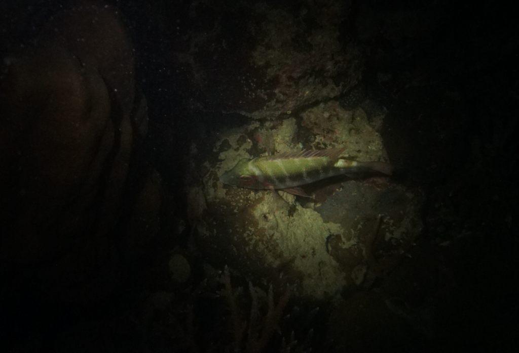 longfin Emperor from South Andaman, IN-AN, IN on 23 January, 2024 at 07 ...