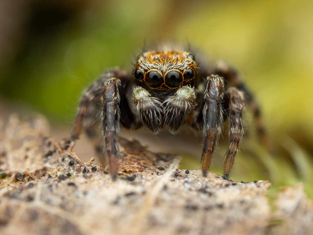 Black-palped Jumping Spider in March 2024 by Markus Horrer · iNaturalist