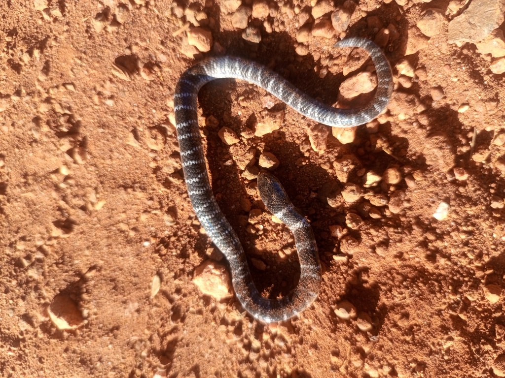 Elapsoidea loveridgei multicincta from Kimumu, Kenya on March 18, 2024 ...