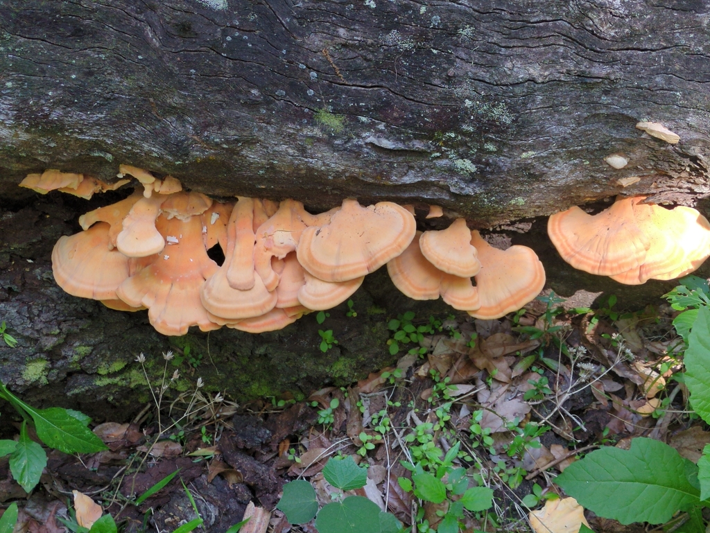 chicken of the woods from Sebring, FL 33872, USA on March 21, 2024 at ...