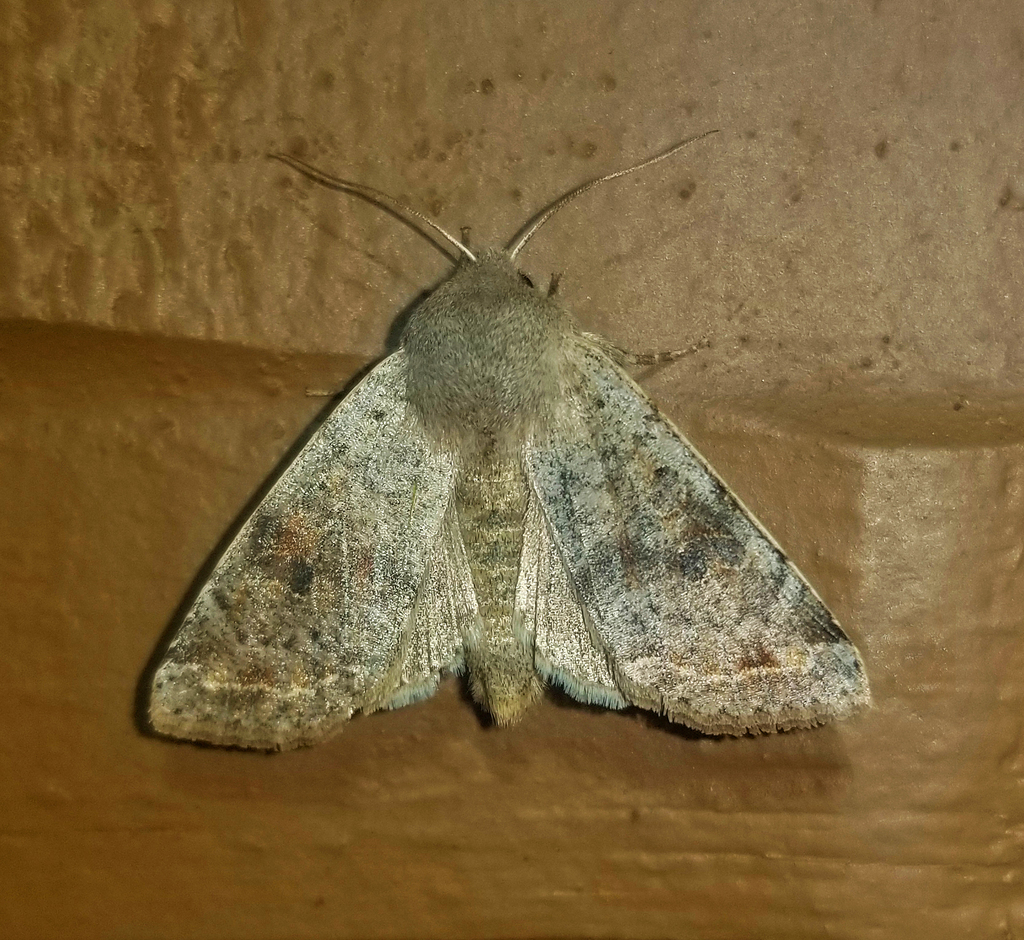 Speckled Green Fruitworm Moth from Fentress County, TN, USA on March 20 ...