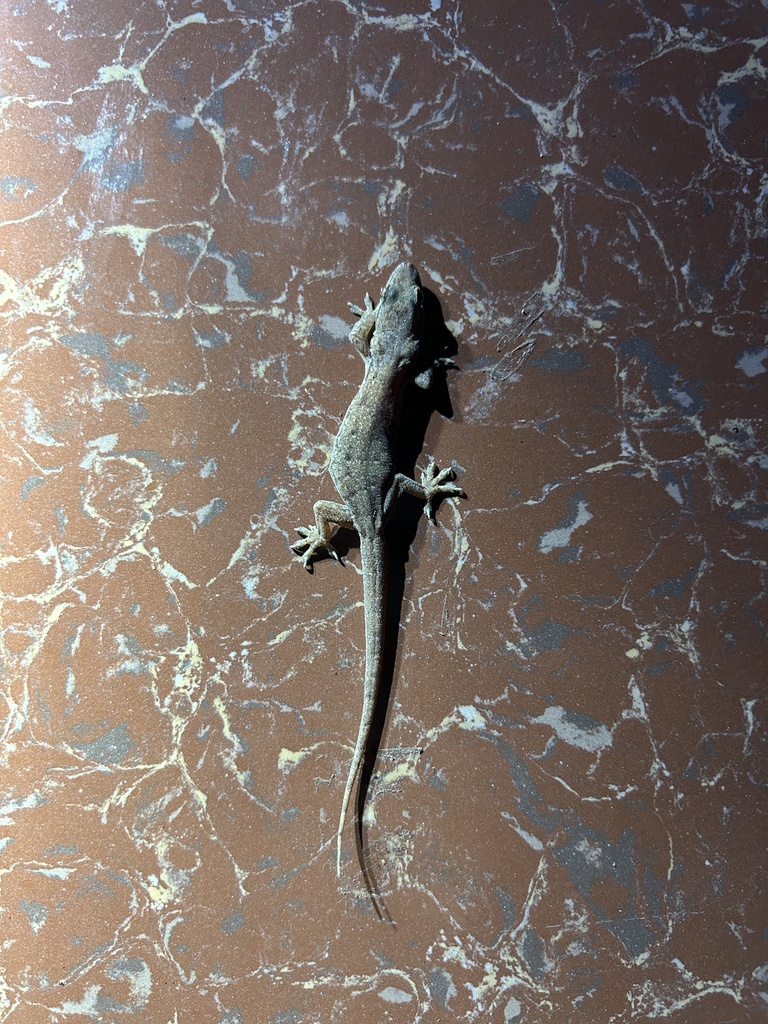 Northern Burmese Half-toed Gecko from 沧源佤族自治县, 临沧市, 云南省, CN on March 21 ...