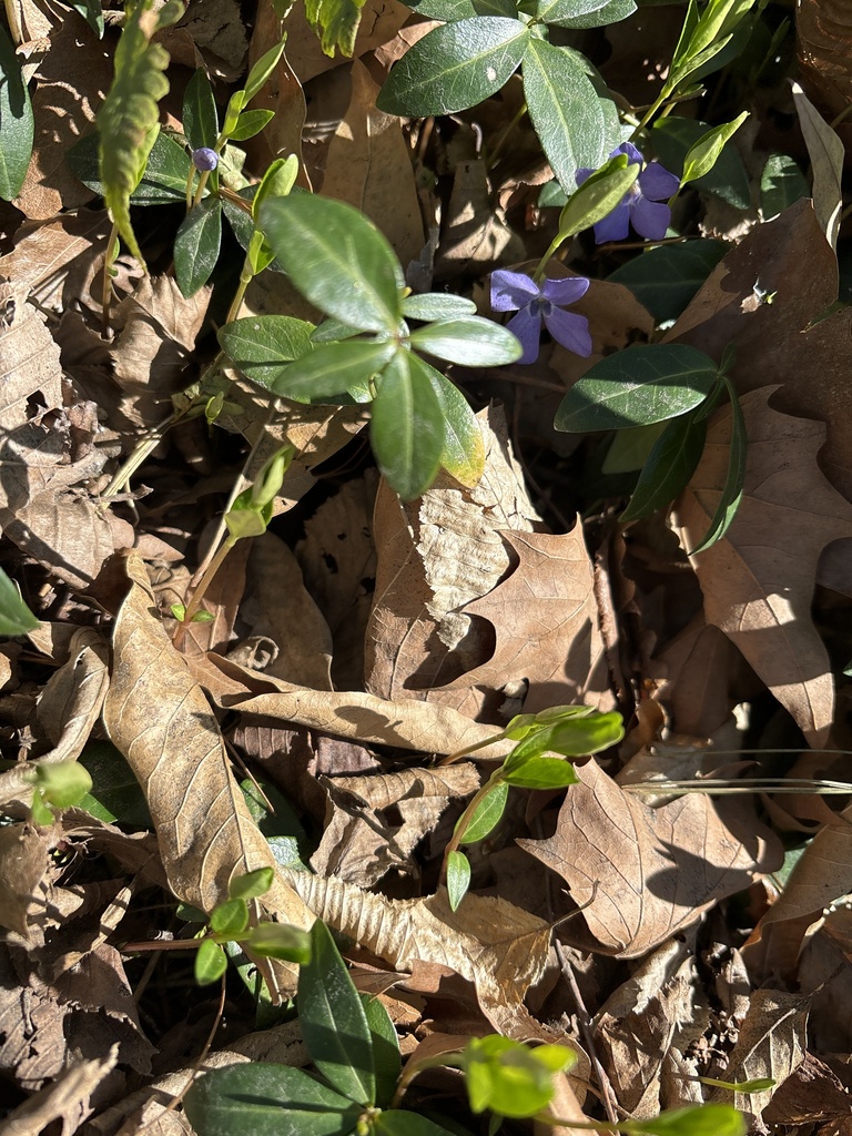 lesser periwinkle from Central Park, New York, NY, US on March 21, 2024 ...