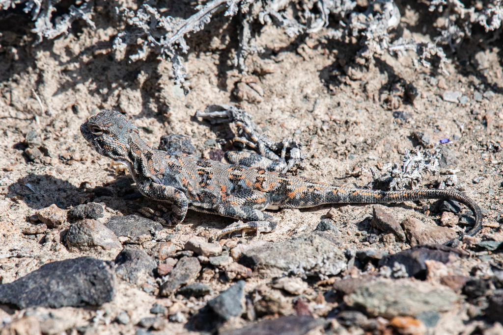 Phrynocephalus guttatus alpherakii from Distretto di Eńbekšiqazaq ...