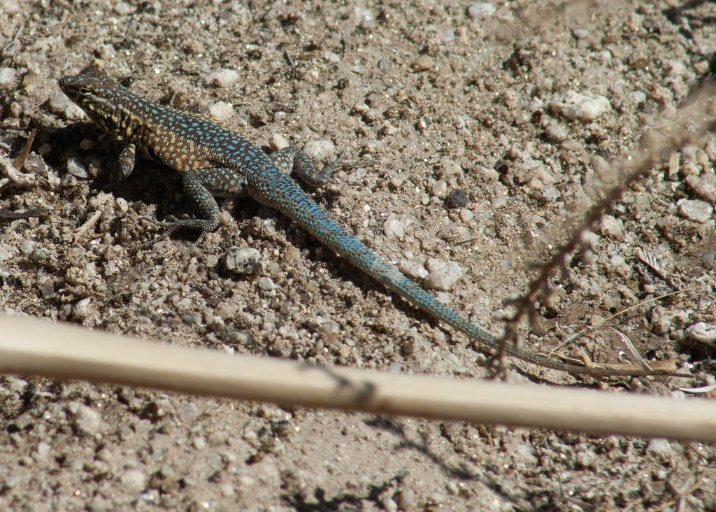 Western Side-blotched Lizard from San Diego County, CA, USA on March 16 ...