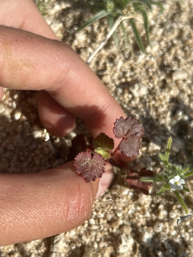 desert fivespot from Rice Rd, Desert Center, CA, US on March 21, 2024 at 09:21 AM by Maya Clark ...