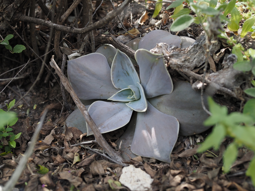 Echeveria rodolfoi in March 2024 by Silvino Eduardo · iNaturalist
