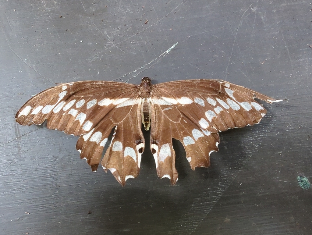 Eastern Giant Swallowtail from Rochester, MN 55901, USA on March 21 ...