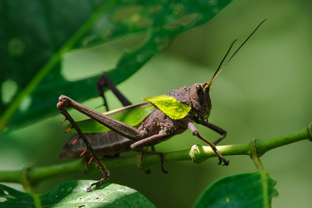 Agriacris from Tambopata, Peru on November 12, 2009 at 04:37 PM by ...
