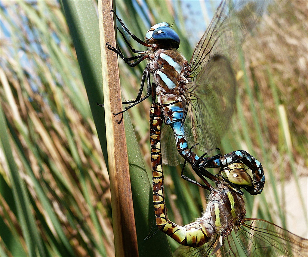 Blue-eyed Darner from East Beach, Santa Barbara, CA, USA on September ...