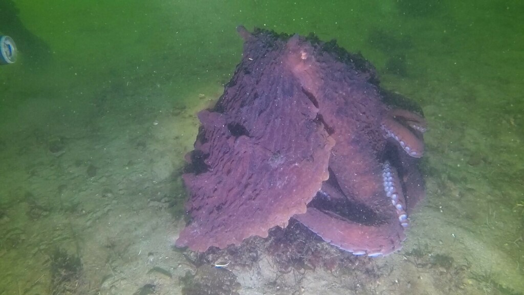 Giant Pacific Octopus from Nanaimo, BC, Canada on March 15, 2024 at 11: ...
