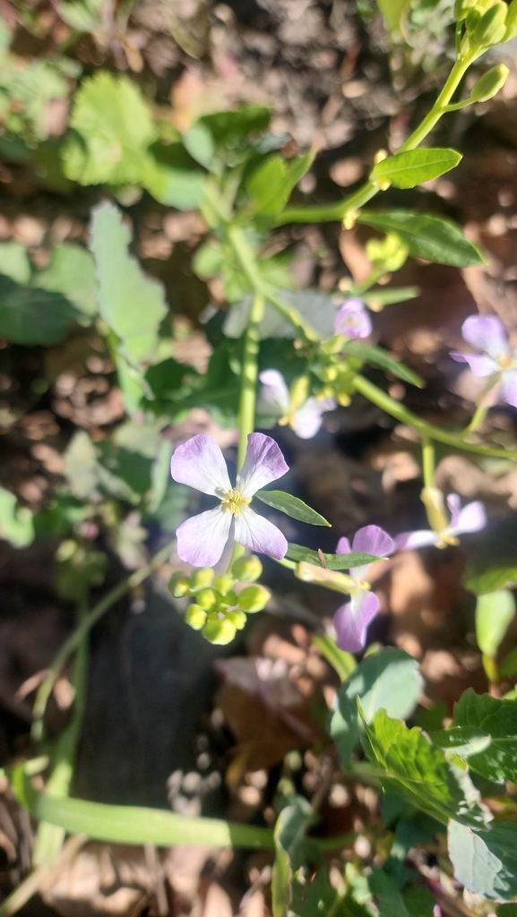 wild radish from Queens County on March 21, 2024 at 03:58 PM by Fahmina ...